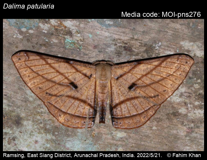 Dalima patularia | Moths